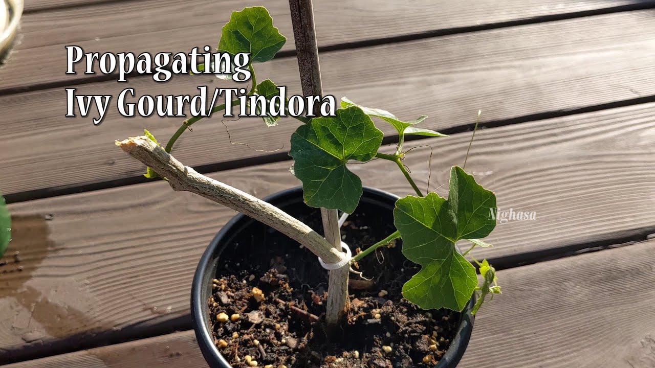 దొండ కొమ్మ నుంచి |How to propagate Ivy Gourd | Growing Tindora from ...