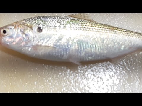 #전어 회 뜨는 방법을 가르쳐줄게요 I will teach you how to clean and slice the juno ...