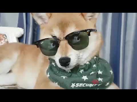 Shibe Thug life (Yoshi Shiba Inu) - YouTube