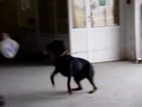 Deli köpek road fighter