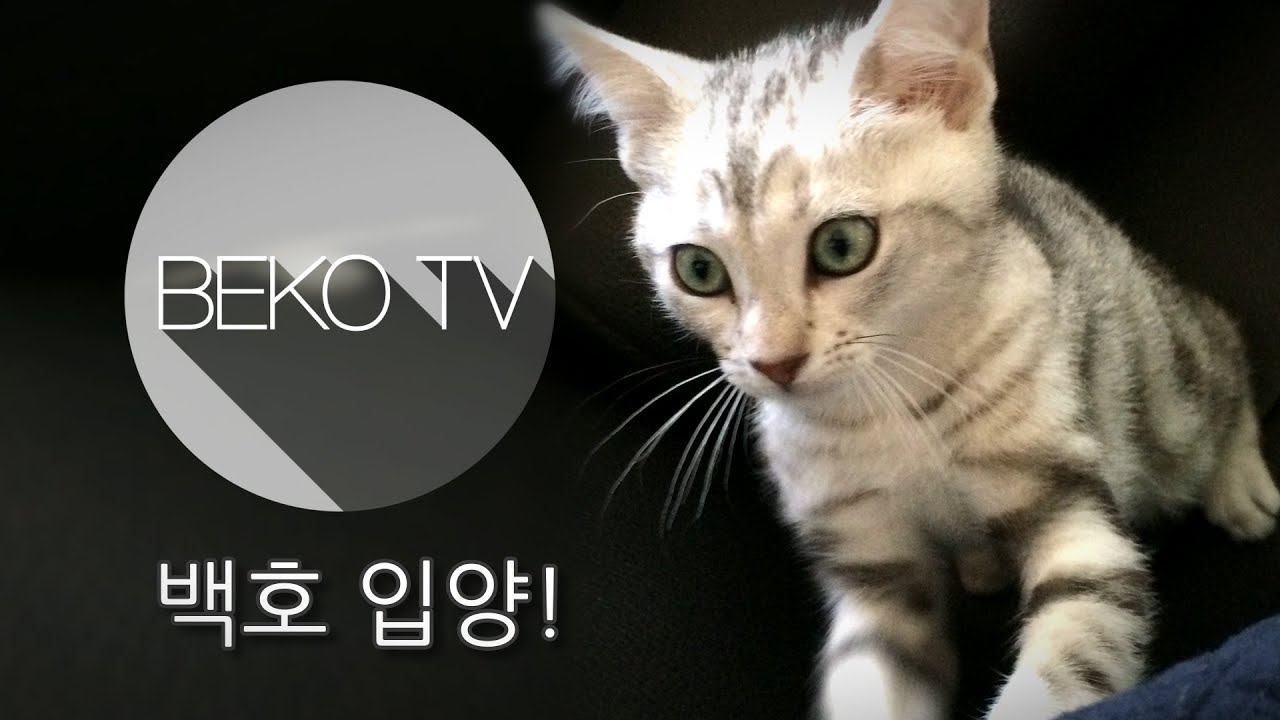 아메리칸숏헤어 고양이 백호 "입양!" (Cute cat American shorthair Beko) - YouTube