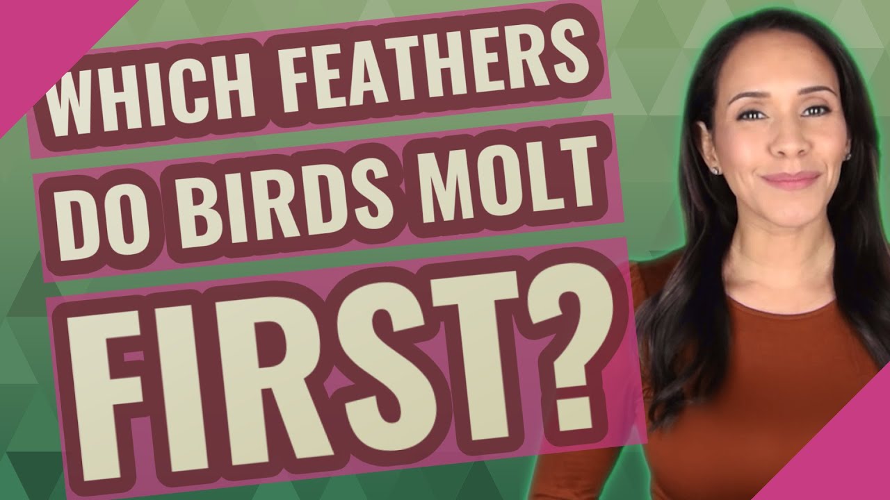 Which feathers do birds molt first? - YouTube