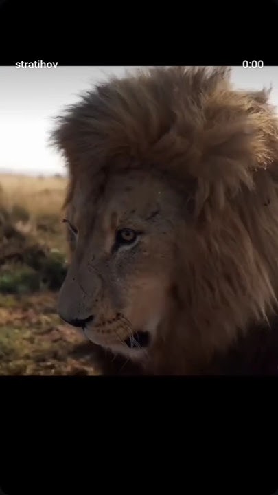 😲WoW Lion original voice😲#lion #original #shortsfeed #shorts #viralvideo #trending #ytshorts # ...