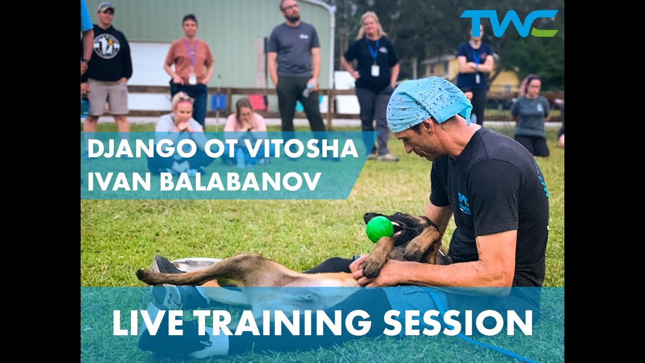 LIVE BELGIAN MALINOIS PUPPY TRAINING SESSION! || Ivan Balabanov and ...