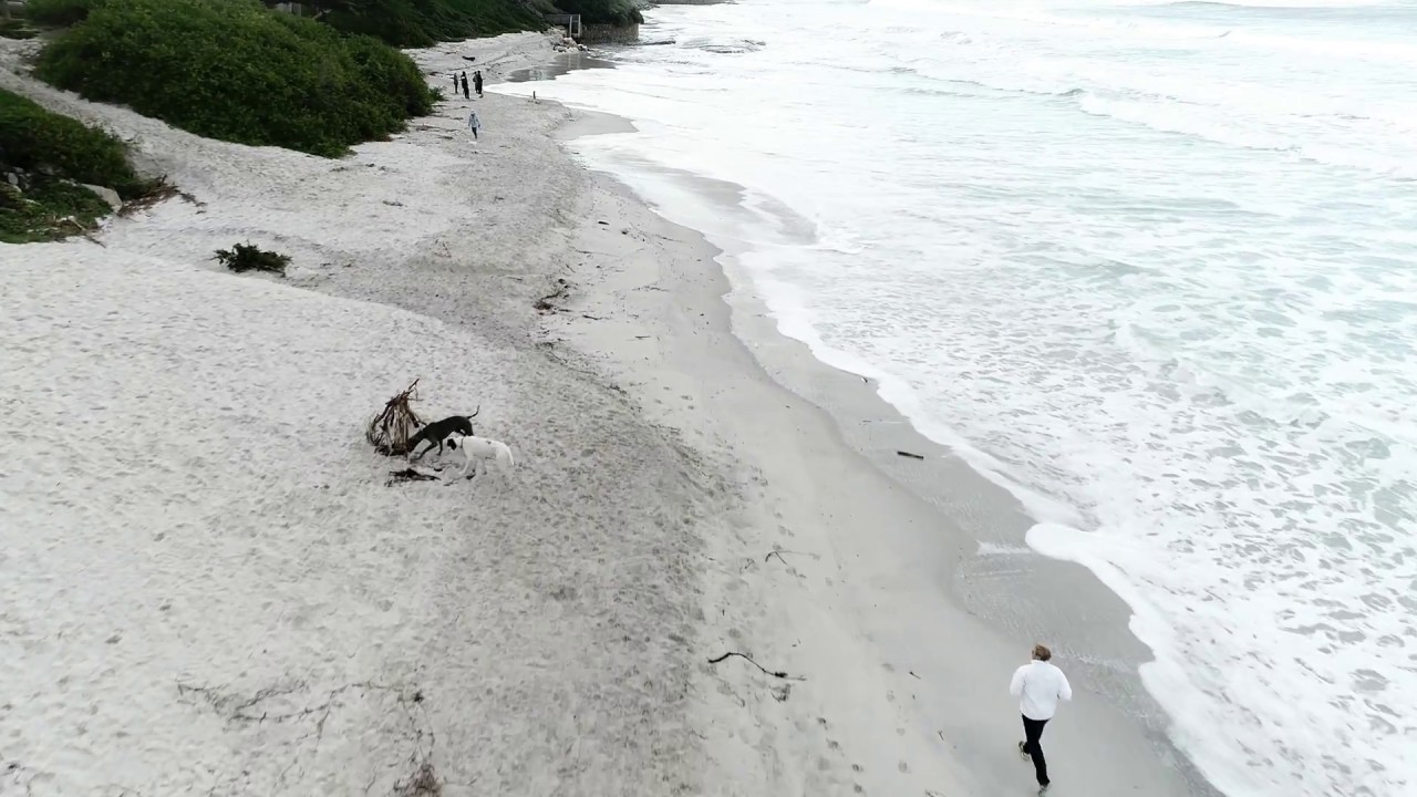 Morning Run with Dogs on the Beach (Pebble Beach) - YouTube