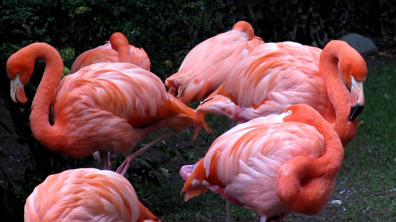 Pink Flamingos at the Antwerp, Belgium Zoo 2011 - YouTube