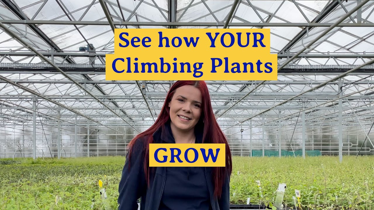 How YOUR Climbing Plants Grow - YouTube