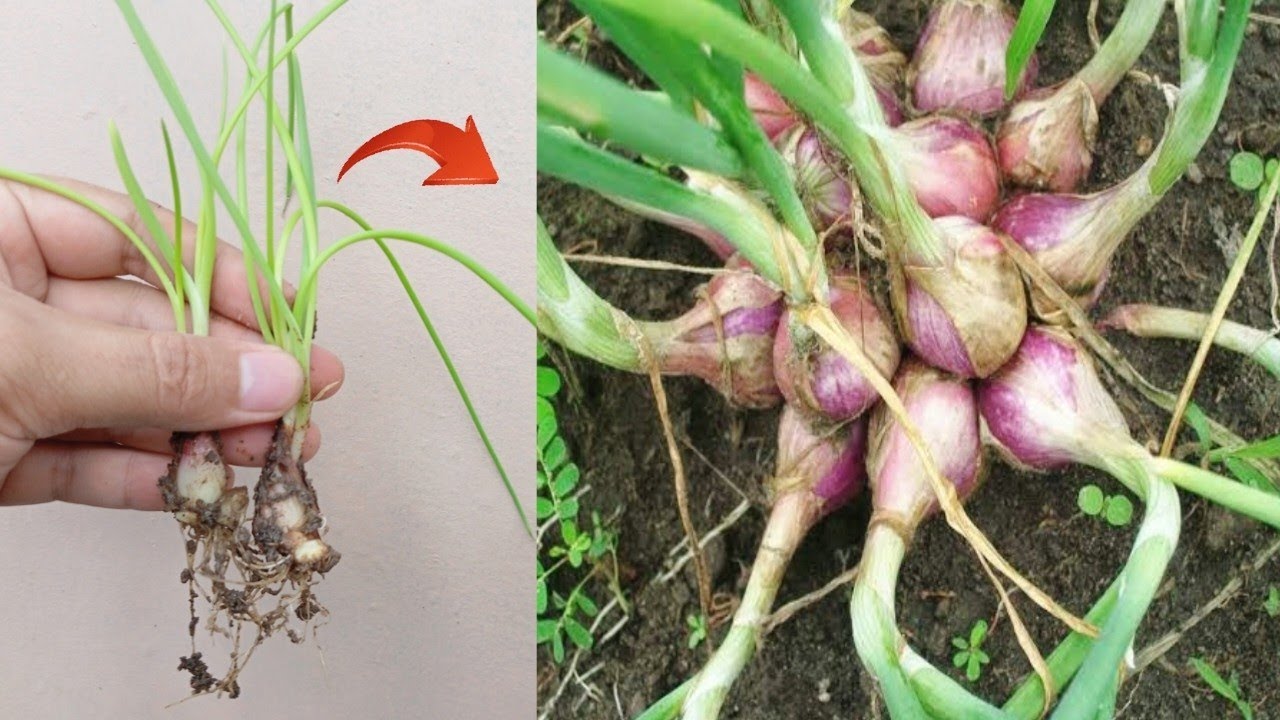 Crazy Skills! How to grow Onion tree from onion fruit in pots - YouTube