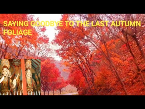 SAYING GOODBYE TO THE LAST AUTUMN FOLIAGE - YouTube