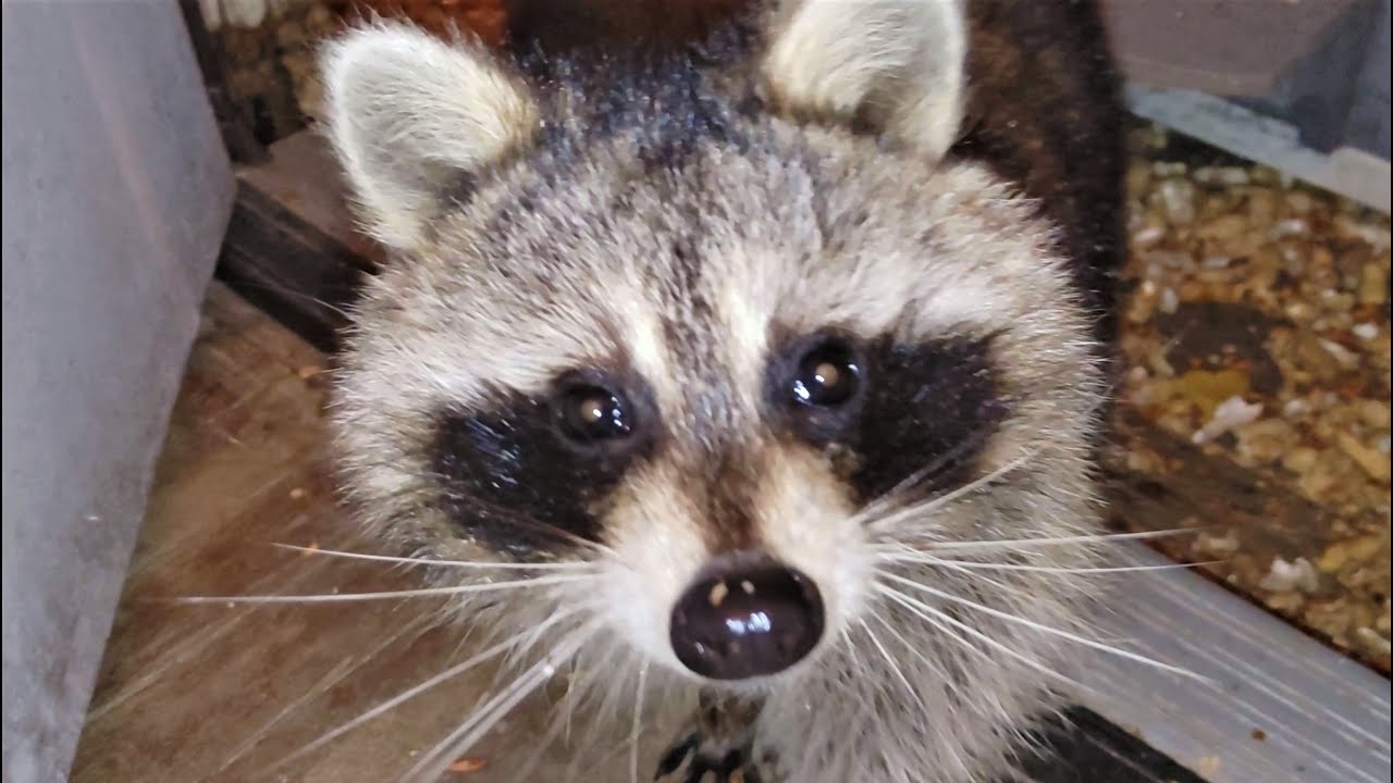 The Raccoon Lounge - Episode 161! Grumpy Returns! #raccoon #raccoons ...