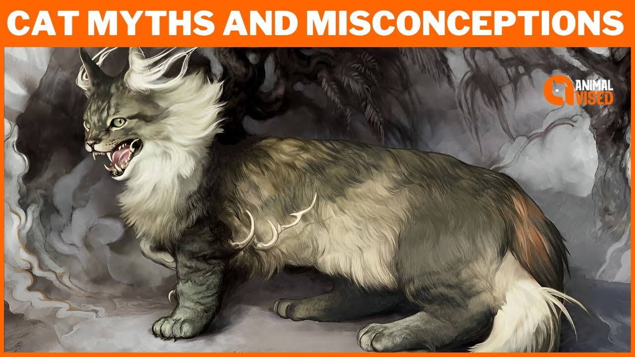 Biggest Cat Myths and Misconceptions - Revealed! Get the Facts | Animal ...