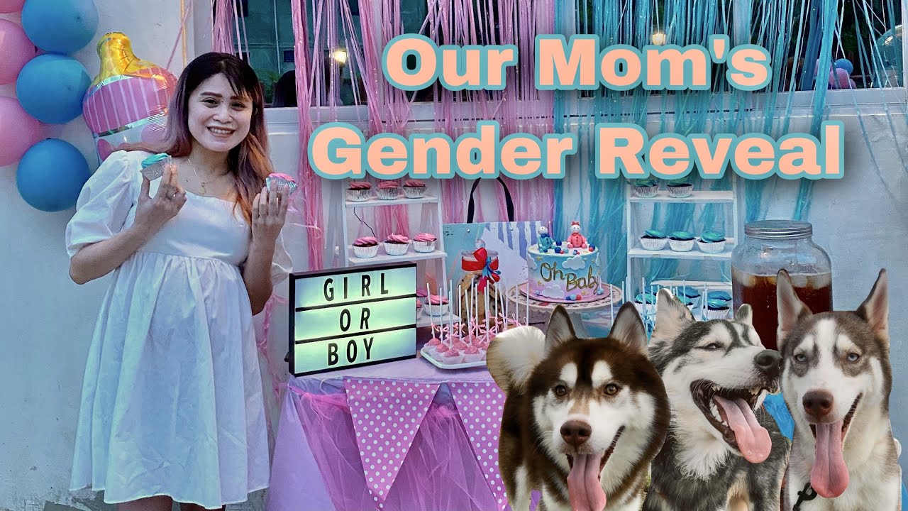 Siberian husky reveals the gender of hooMOM's baby (hooman sibling ...