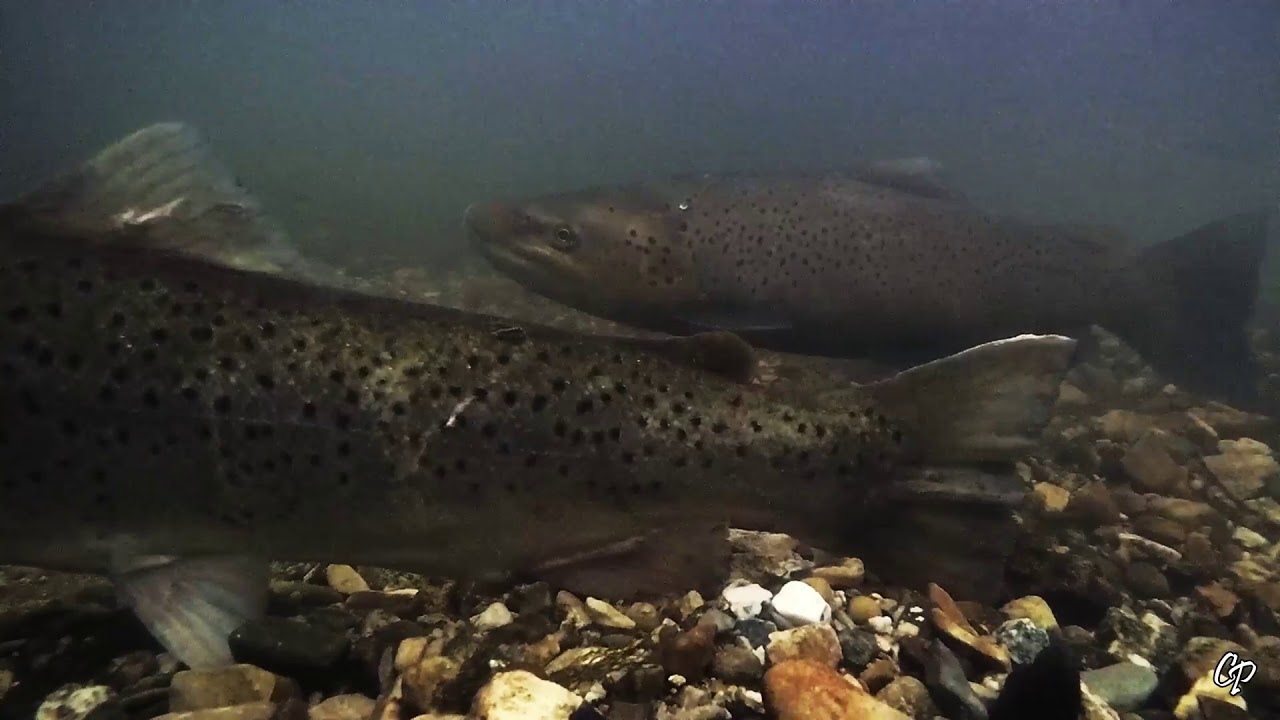 TRUITES DE MER REPRODUCTION 2018 - YouTube