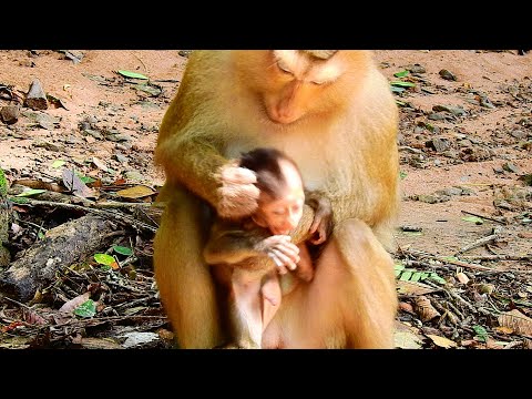 OH MY GODS ! BRADY GOT HIT AND SLAPE ON GROUND BY MOM ROSE BEFORE MILK.