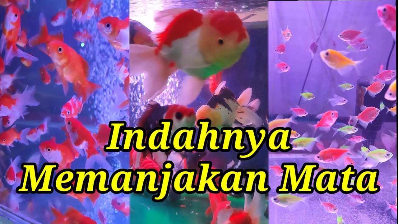 INDAHNYA MEMANJAKAN MATA - YouTube