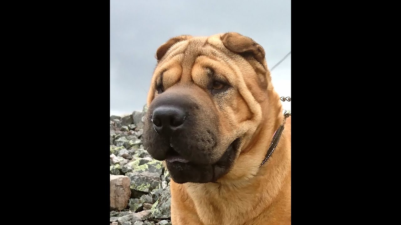 Shar Pei , en egen ras. Gizmo & Lejonet Elsa - YouTube