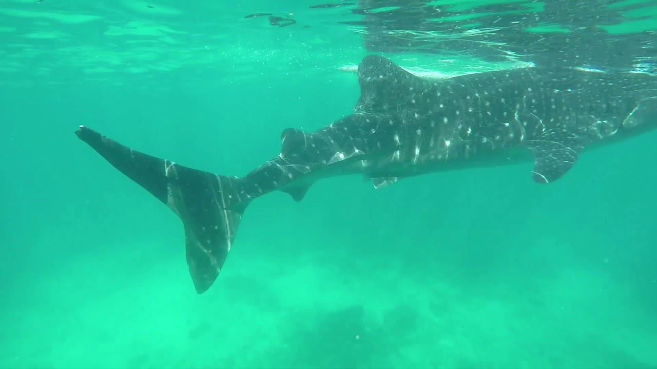 Veil sharks - YouTube