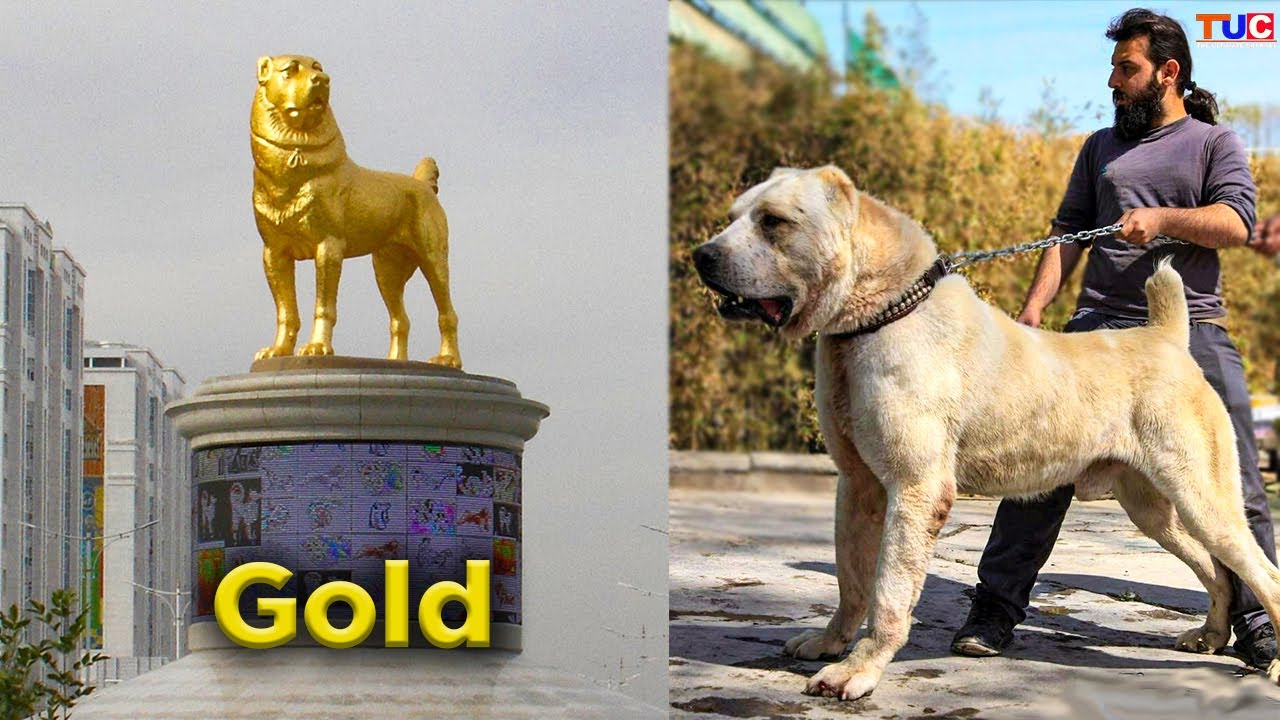 GOLD Statue of Alabai Dog Breed 😱😱| TUC - YouTube