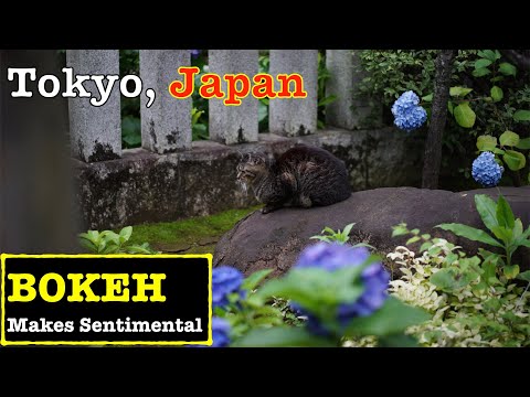 Japan Walk 2022 - Hakusan Shrine in Tokyo, Saturday afternoon | 4K |  Bokeh Photography