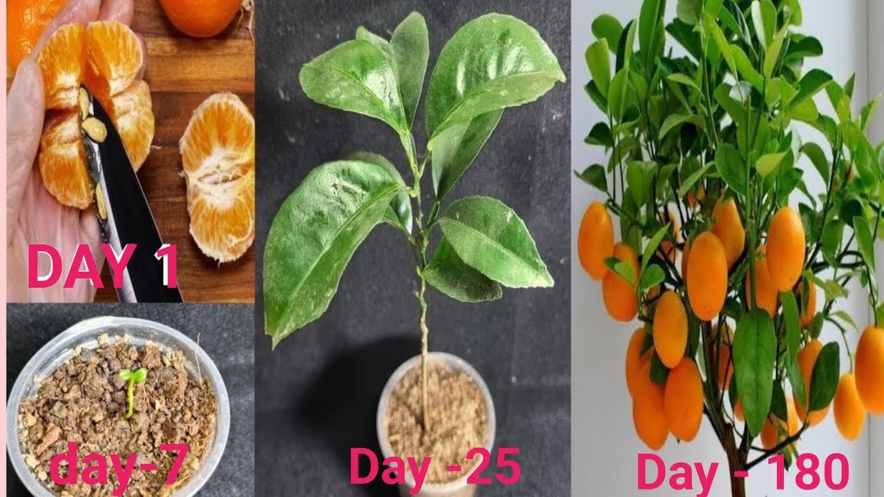 how to grow orange tree at home !! how to grow orange tree from seed ...