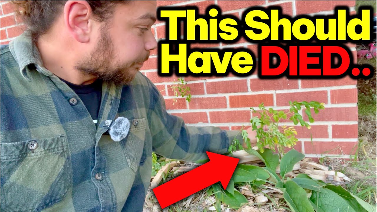 Keep Plants Cozy this Winter using Microclimates - YouTube