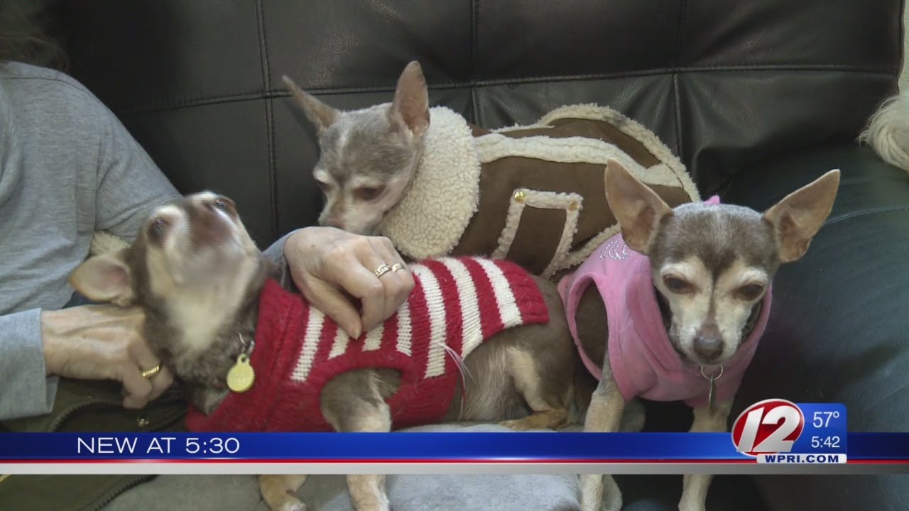 'Vintage Pet Rescue' giving senior dogs new life - YouTube