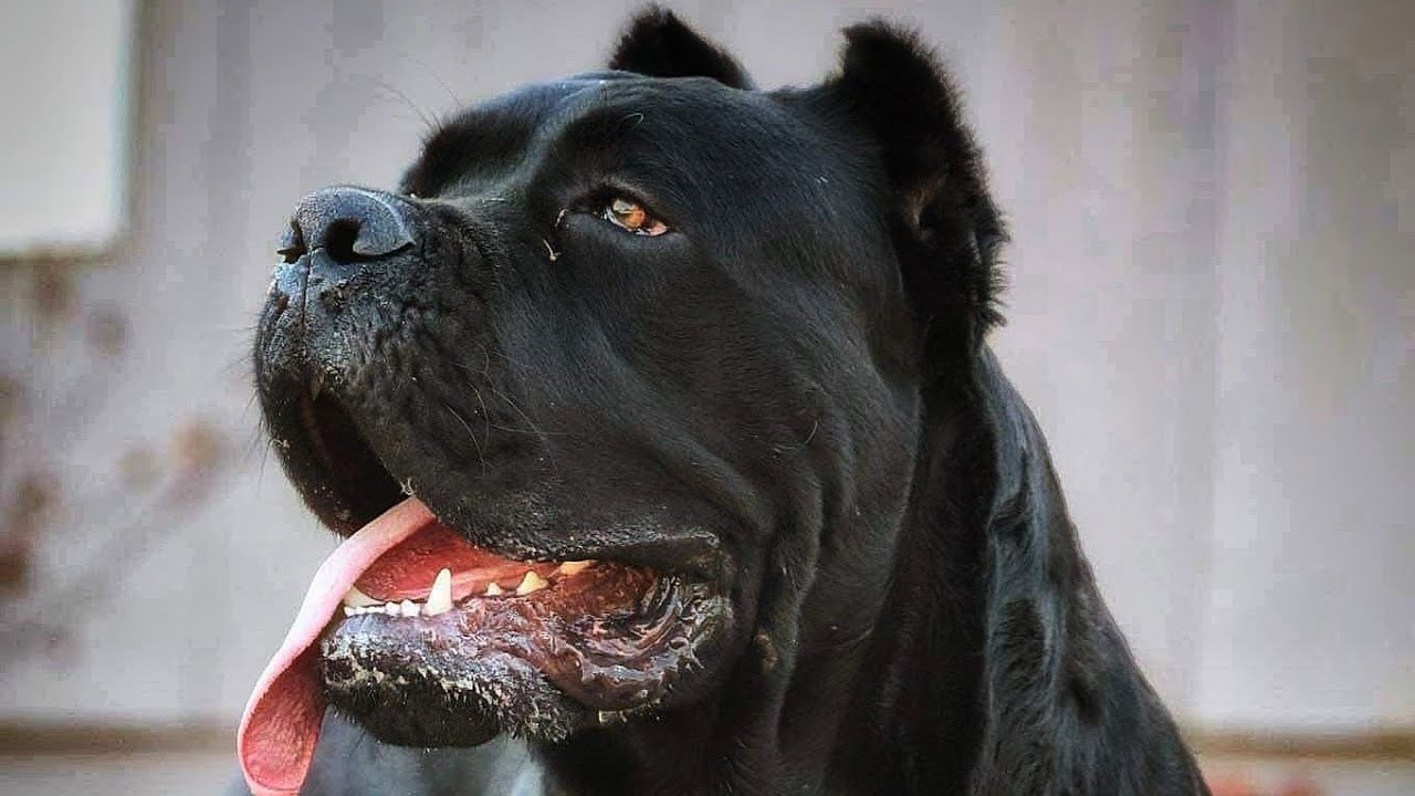 Meet My Dogs Episode #7: Madmartigan! - YouTube