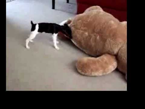 Happy, Humping Dog Rat Terrier Puppy with Big Toy Teddy Bear