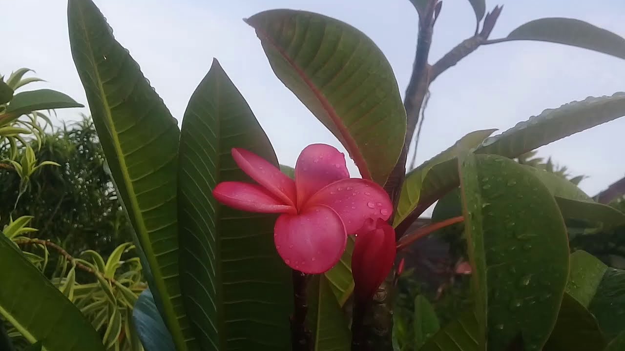 Kamboja Bali bunga pink ditanam di pot - YouTube