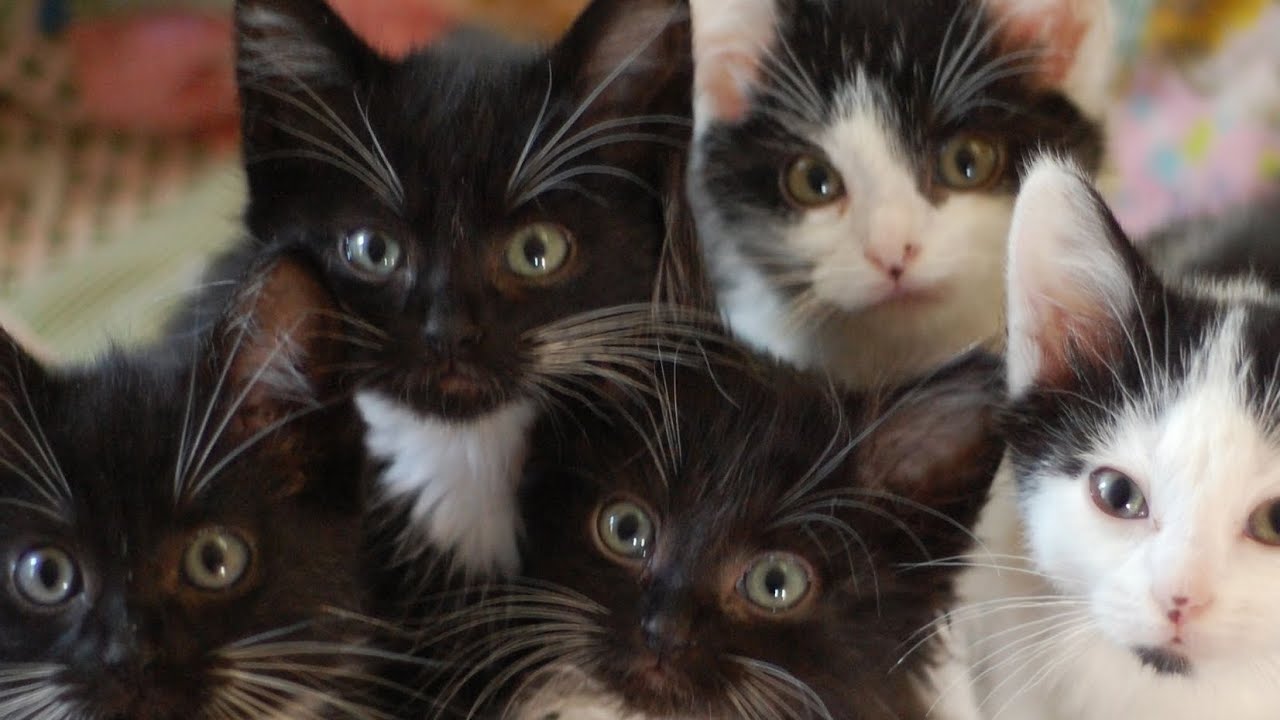 CUTE KITTENS MEOWING SOUNDS - Kitten sounds to attract cats - YouTube