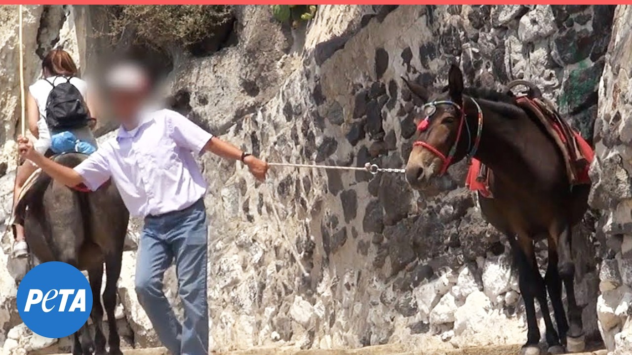 Each Step These Donkeys Take is AGONY 💔🐴 - YouTube