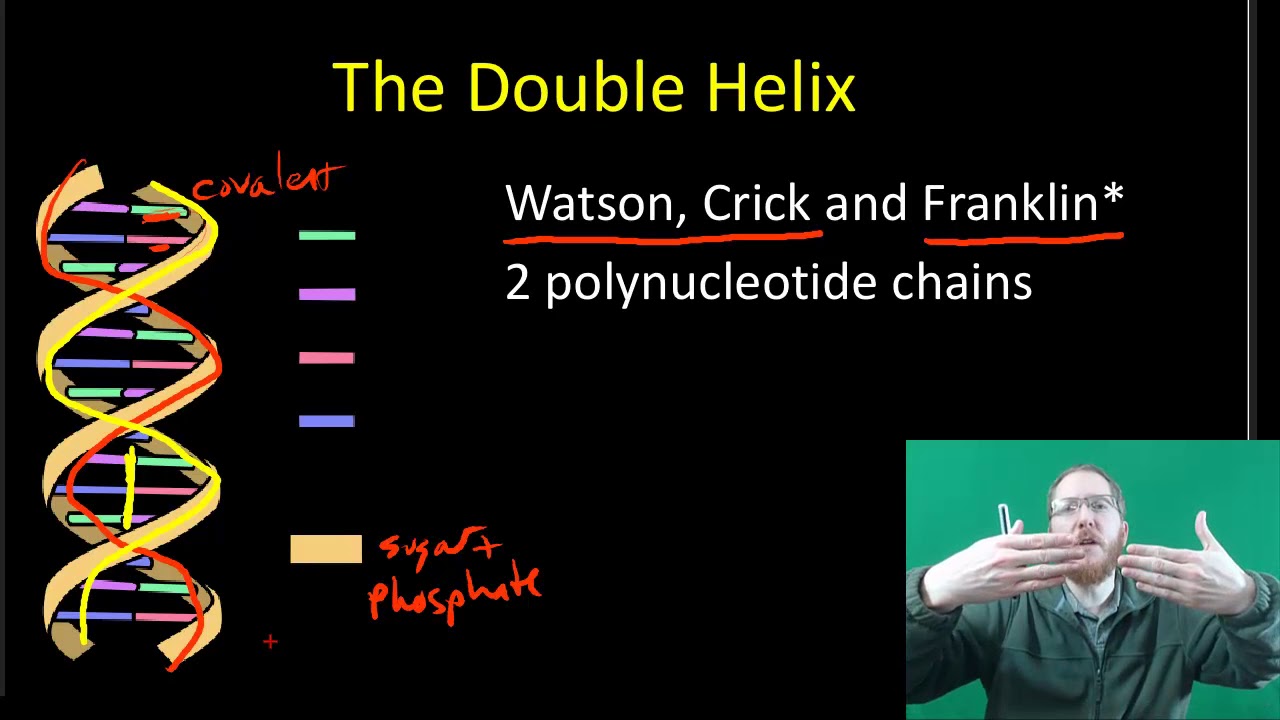 DNA Structure and Replication - YouTube