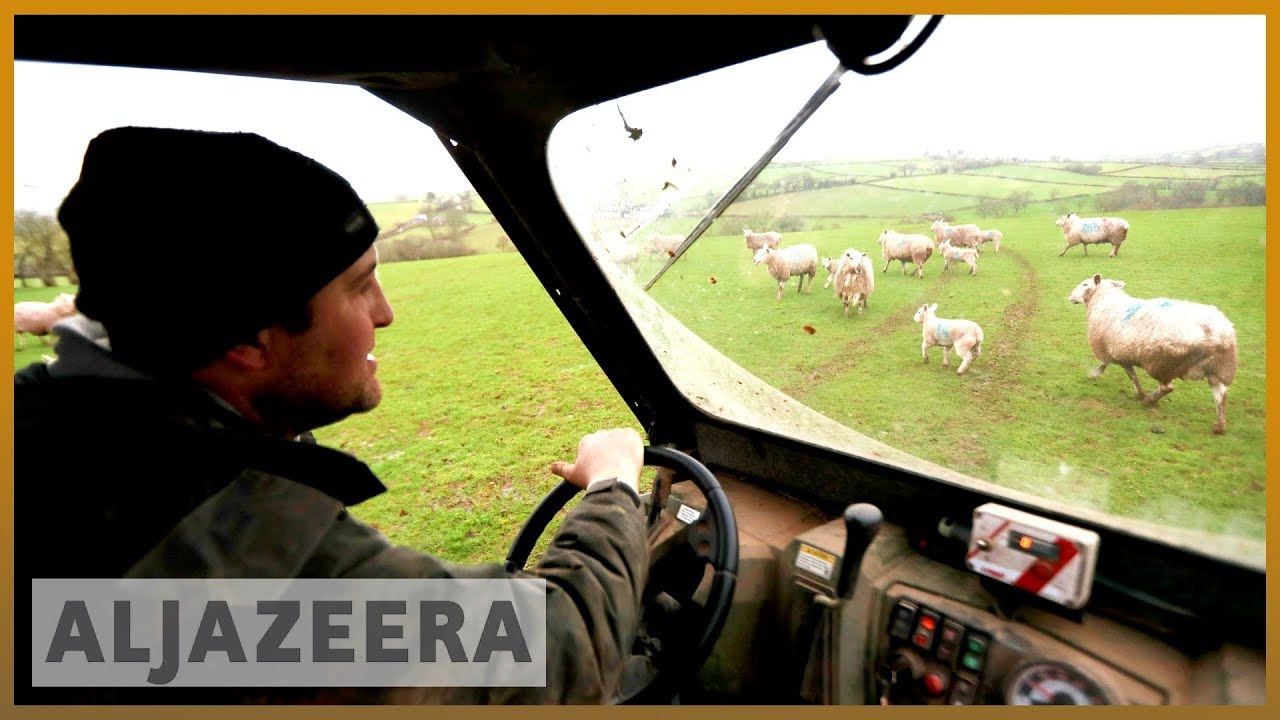 Green farming in UK: Wild farm lets livestock roam free - YouTube