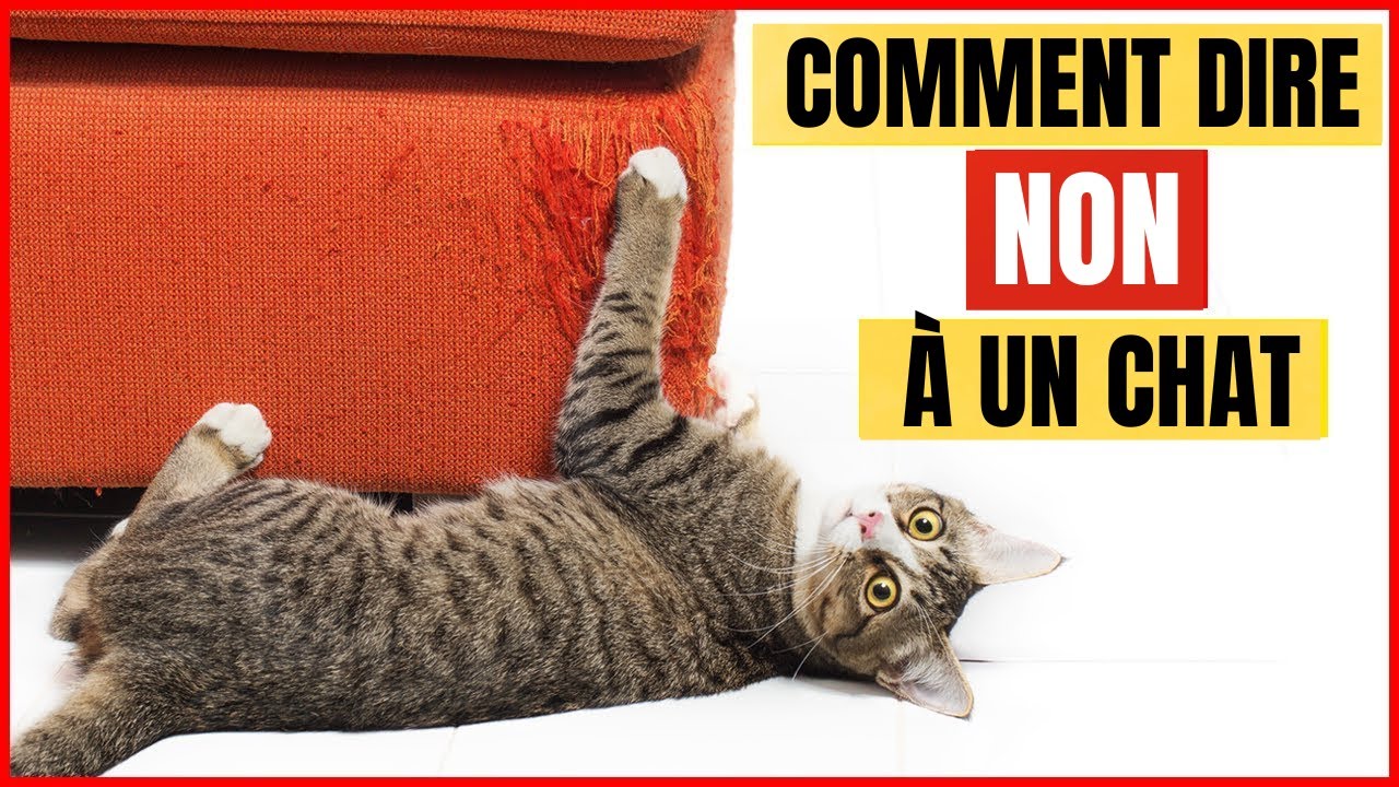 Comment dire NON à votre Chat - YouTube