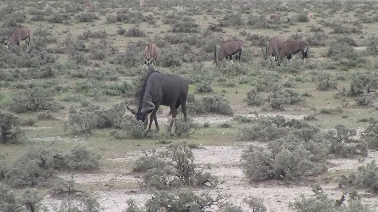 Gnuer i Etosha NP - YouTube