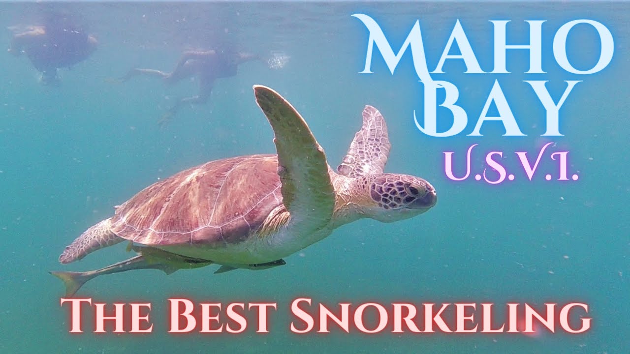 Snorkeling Maho Bay Beach with Sea Turtles (St. Thomas to St. John by ...