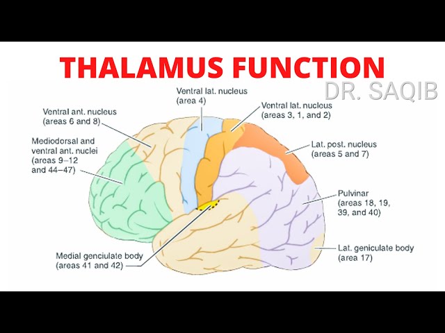 Thalamus Function