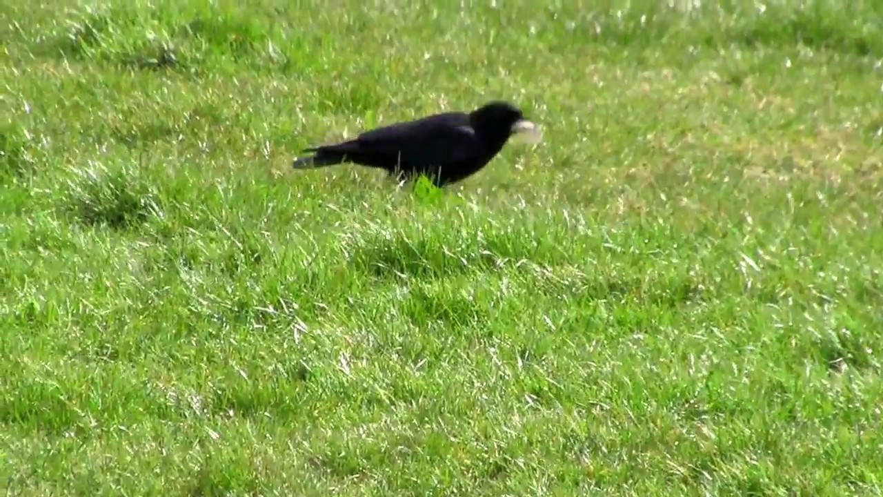 CROW gathers 'Nesting Material' in the grass - YouTube