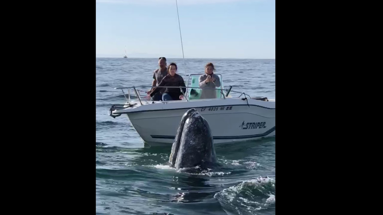 Friendly gray whales approach boats off Newport Beach and the photos ...