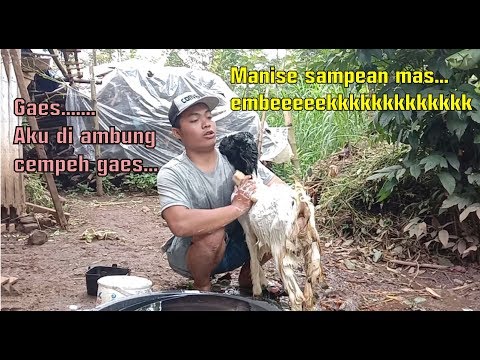 Tutorial Memandikan Kambing || Si cantik Siska