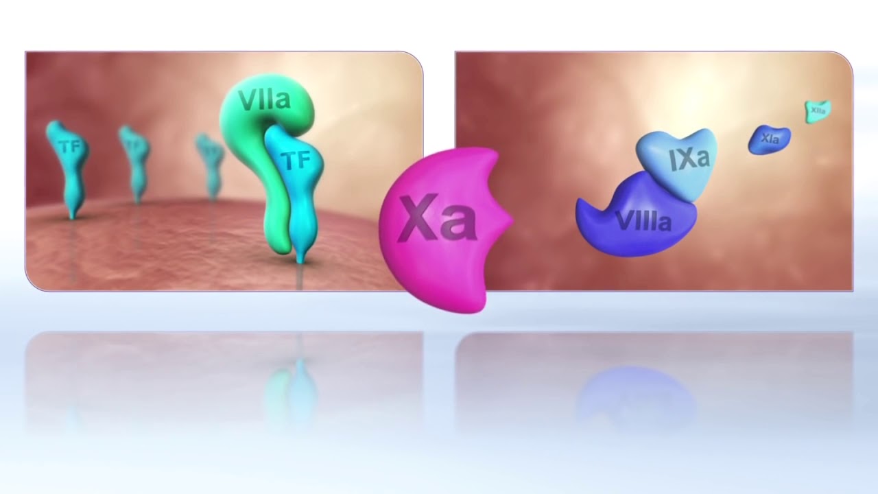 COAGULATION CASCADE ANIMATION | BLOOD CLOTTING | CLOTTING CASCADE - YouTube