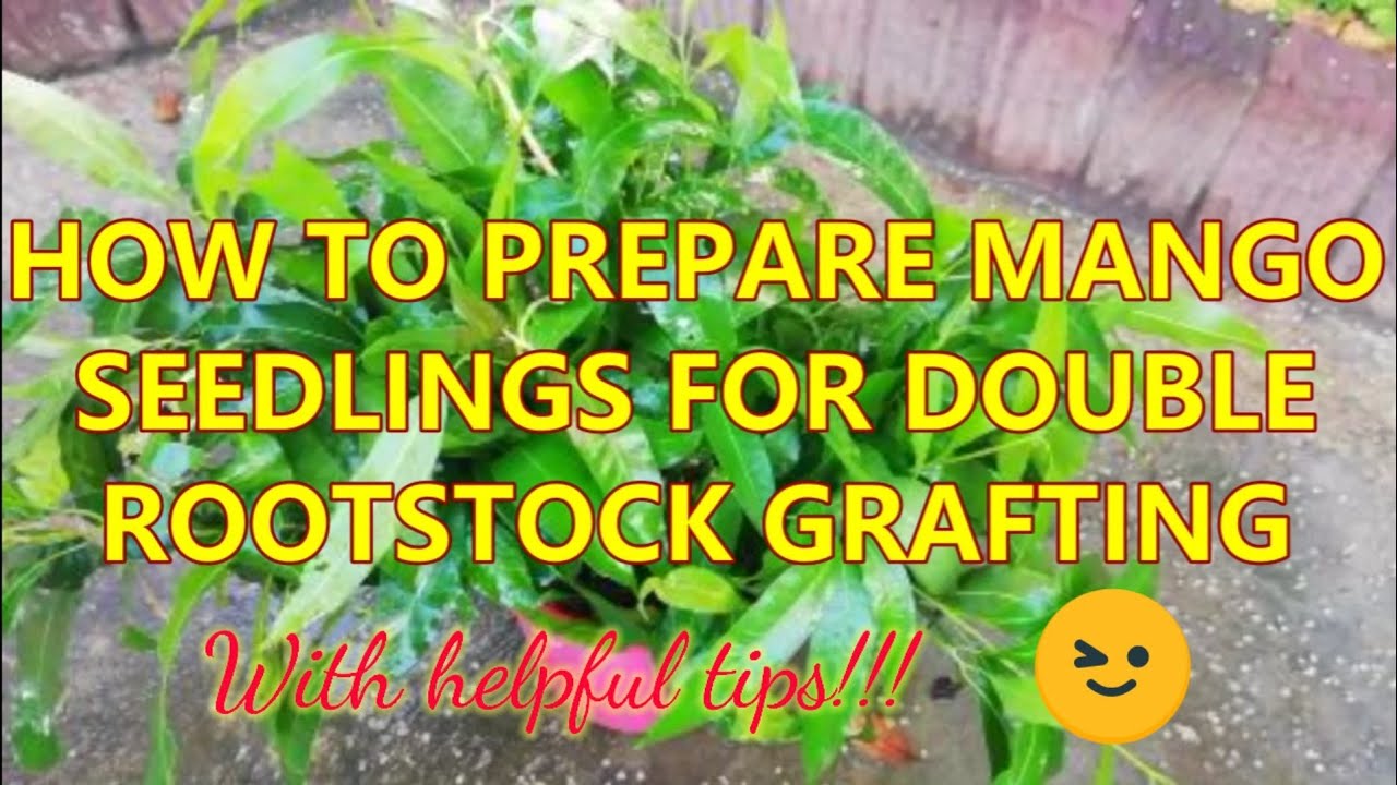 WATCH: HOW TO PREPARE MANGO SEEDLINGS FOR DOUBLE ROOTSTOCK GRAFTING ...