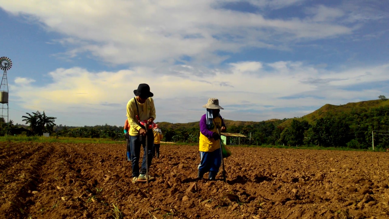 Corn Planters in Cagayan Valley Region, Philippines - YouTube