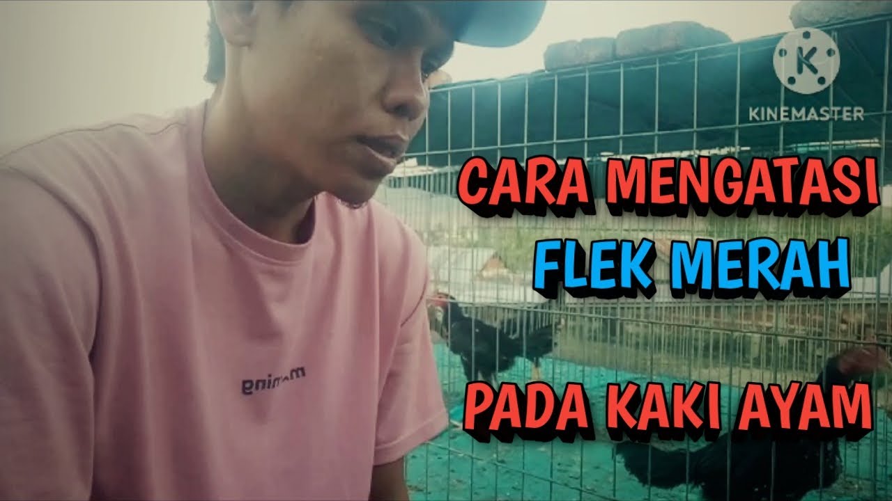 INI DIA!!! cara mengobati flek merah pada kaki ayam dan penyebab nya ...