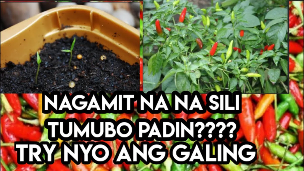 Sili seedling | pepper | ilang araw nga ba mag sprout ang sili - YouTube