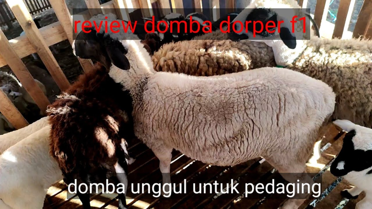 review domba dorper f1 jantan usia 7 bulan - YouTube