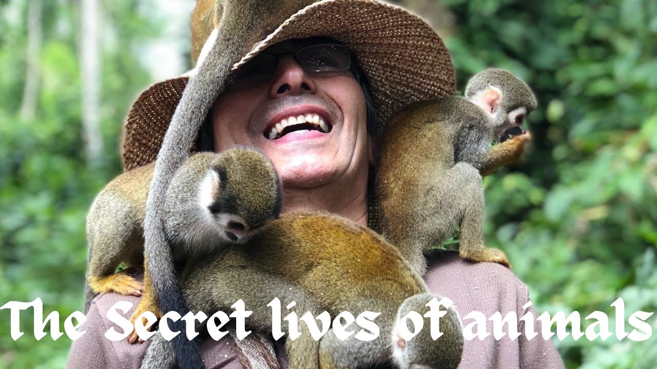 The Secret Lives of Animals - YouTube