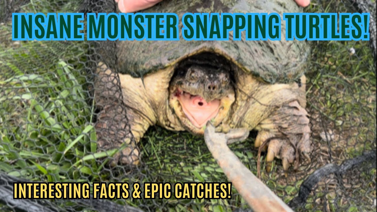 INSANE Monster Snapping Turtle Catches & Interesting Facts!! - YouTube