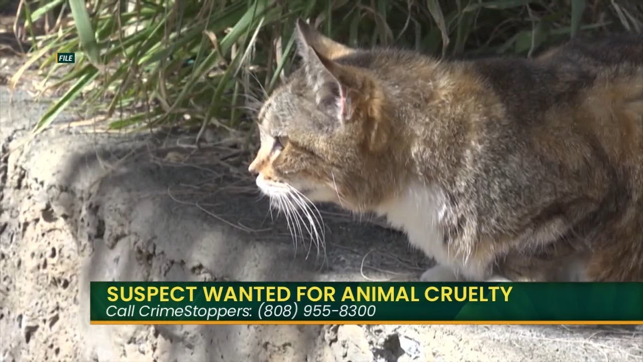 CrimeStoppers: Search for animal cruelty suspect - YouTube