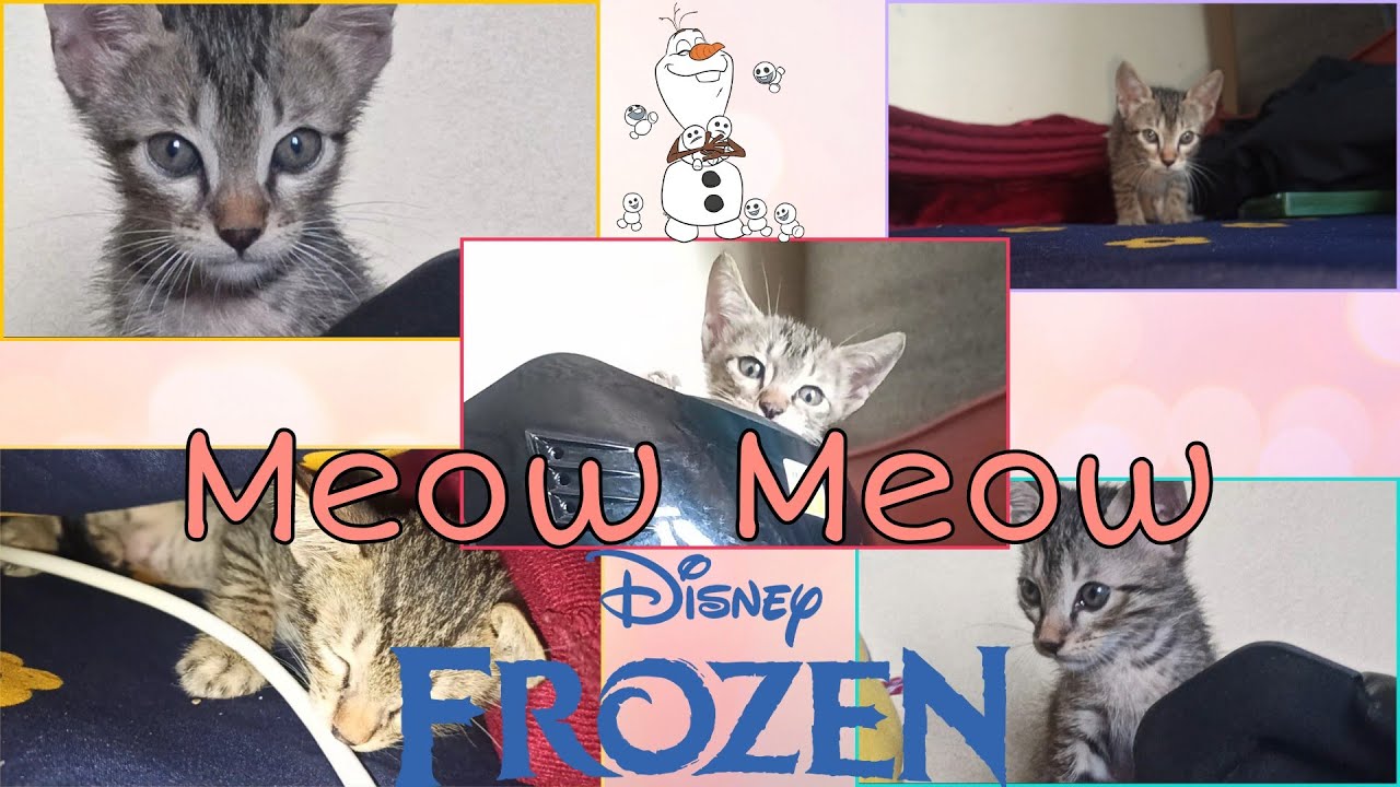 Welcome to our family New Cat "Olaf"/CAT VLOG/AESTHETIC*NEPALI VLOGS ...